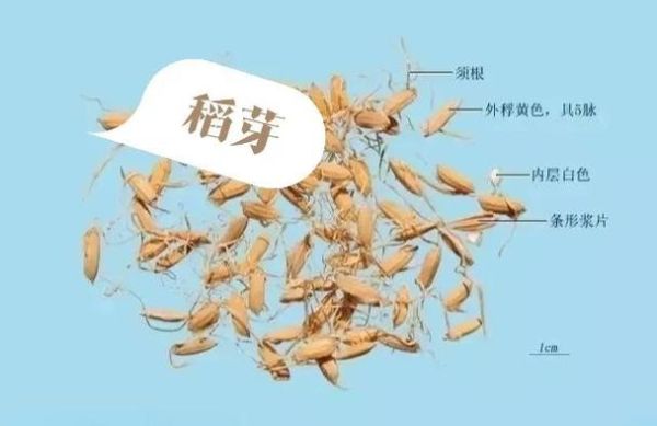 谷芽的功效与作用_谷芽和麦芽的区别-第3张图片-山城妙识