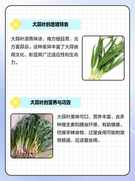 青蒜叶怎么保存_青蒜叶的营养价值-第2张图片-山城妙识