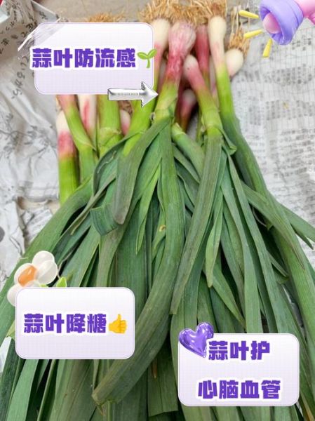 青蒜叶怎么保存_青蒜叶的营养价值-第1张图片-山城妙识