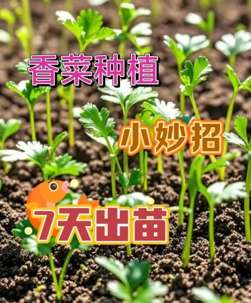 香菜种植几天能出苗_香菜出苗慢怎么办-第3张图片-山城妙识 香菜种植几天能出苗_香菜出苗慢怎么办-第3张图片-山城妙识