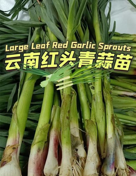 青蒜叶怎么保存_青蒜叶的营养价值-第3张图片-山城妙识