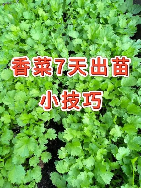 香菜种植几天能出苗_香菜出苗慢怎么办-第1张图片-山城妙识 香菜种植几天能出苗_香菜出苗慢怎么办-第1张图片-山城妙识