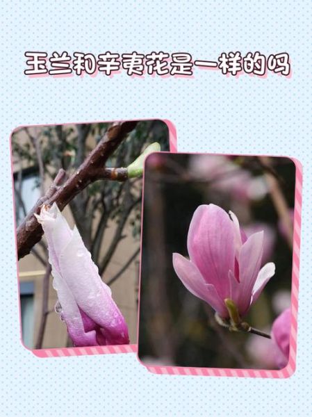 辛夷花和玉兰花的区别_如何区分辛夷与玉兰-第2张图片-山城妙识 辛夷花和玉兰花的区别_如何区分辛夷与玉兰-第2张图片-山城妙识