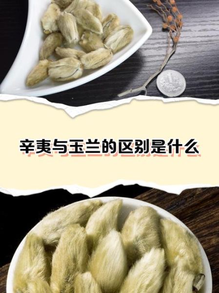 辛夷花和玉兰花的区别_如何区分辛夷与玉兰-第1张图片-山城妙识 辛夷花和玉兰花的区别_如何区分辛夷与玉兰-第1张图片-山城妙识