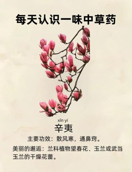 辛夷花和玉兰花的区别_如何区分辛夷与玉兰-第3张图片-山城妙识 辛夷花和玉兰花的区别_如何区分辛夷与玉兰-第3张图片-山城妙识