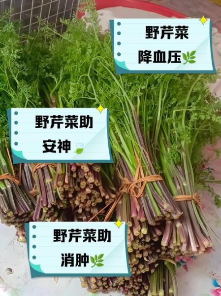 野芹菜图片功效作用_野芹菜怎么吃最健康-第2张图片-山城妙识 野芹菜图片功效作用_野芹菜怎么吃最健康-第2张图片-山城妙识