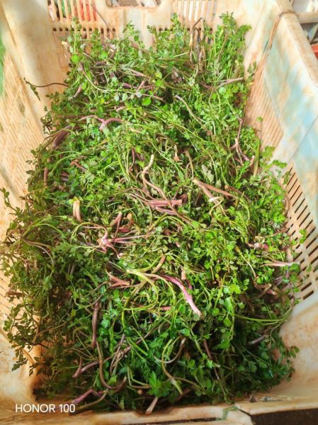野芹菜图片功效作用_野芹菜怎么吃最健康-第3张图片-山城妙识 野芹菜图片功效作用_野芹菜怎么吃最健康-第3张图片-山城妙识