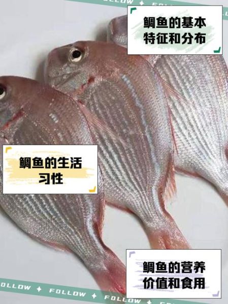 黑鲷和金鲷的区别_真鲷与金鲷怎么分辨-第1张图片-山城妙识
