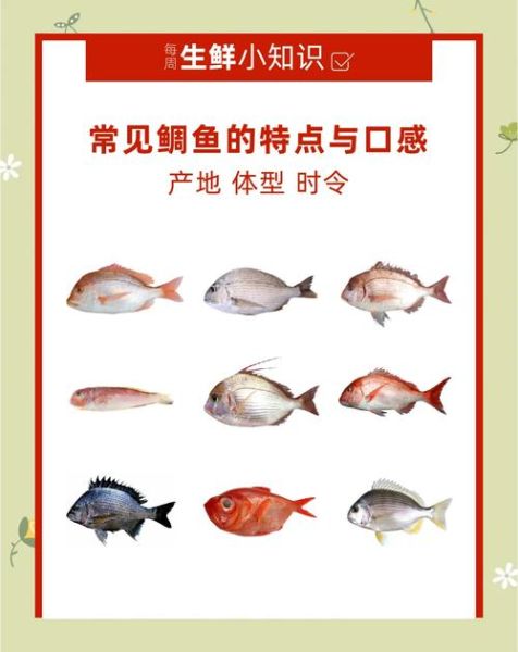 黑鲷和金鲷的区别_真鲷与金鲷怎么分辨-第2张图片-山城妙识
