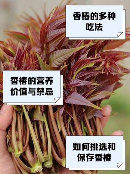 男人吃香椿可以壮阳吗_香椿壮阳是真的吗-第2张图片-山城妙识 男人吃香椿可以壮阳吗_香椿壮阳是真的吗-第2张图片-山城妙识