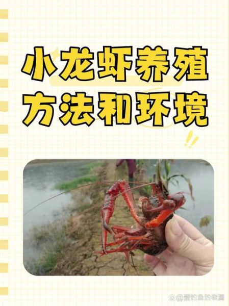龙虾吃什么草_龙虾能吃的常见水草有哪些-第2张图片-山城妙识 龙虾吃什么草_龙虾能吃的常见水草有哪些-第2张图片-山城妙识