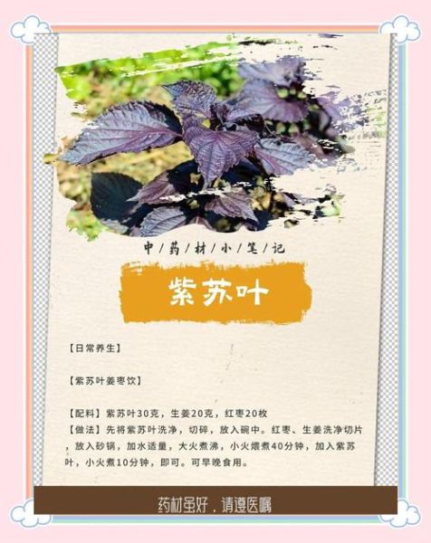 鲜紫苏叶的功效与作用_鲜紫苏叶怎么吃最好-第2张图片-山城妙识 鲜紫苏叶的功效与作用_鲜紫苏叶怎么吃最好-第2张图片-山城妙识
