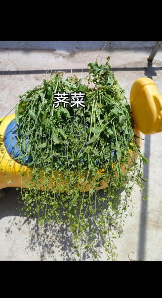 野生荠菜怎么做好吃_野生荠菜的做法大全-第1张图片-山城妙识