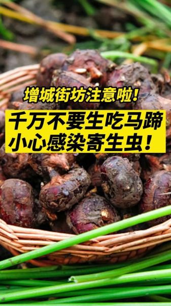 马蹄生吃有寄生虫吗_马蹄怎么洗才安全-第1张图片-山城妙识 马蹄生吃有寄生虫吗_马蹄怎么洗才安全-第1张图片-山城妙识