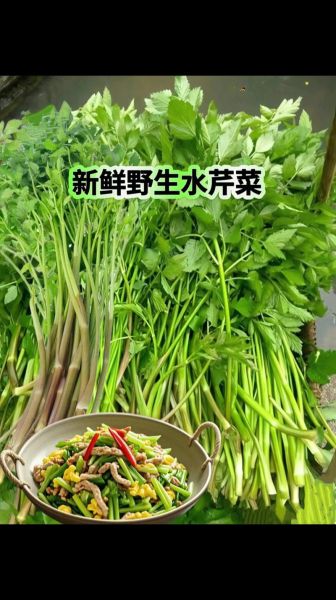 野生水芹菜能吃吗_野生水芹菜怎么辨认-第1张图片-山城妙识