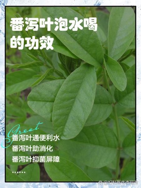 番泻叶能治便秘吗_番泻叶副作用有哪些-第1张图片-山城妙识