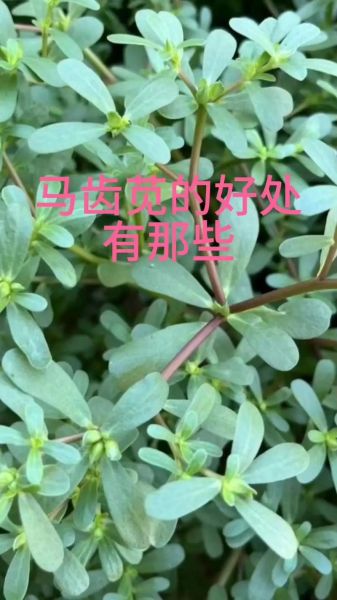 马苋菜怎么读_马苋菜的功效与作用-第1张图片-山城妙识