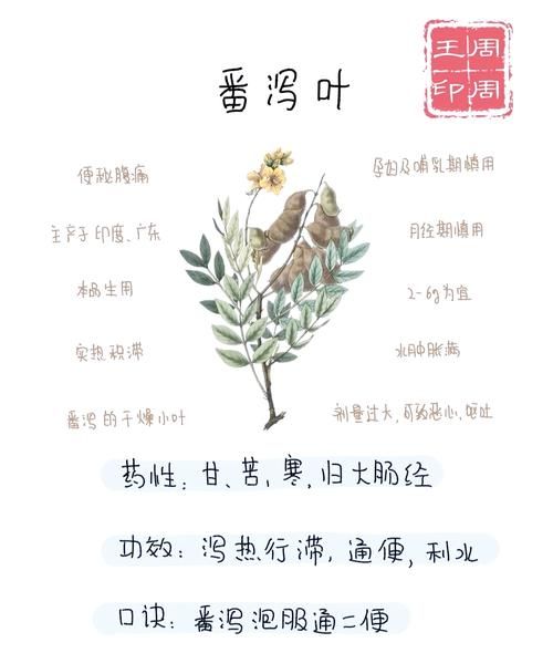番泻叶能治便秘吗_番泻叶副作用有哪些-第2张图片-山城妙识