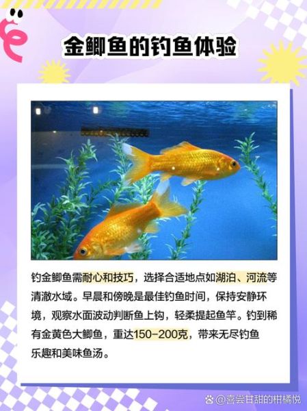 黄金鲫鱼和鲫鱼有什么区别_哪个营养价值更高-第1张图片-山城妙识