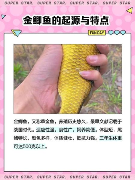 黄金鲫鱼和鲫鱼有什么区别_哪个营养价值更高-第3张图片-山城妙识