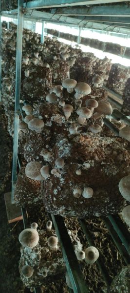 香菇种植技术培训班多少钱_香菇种植技术培训班哪家好-第3张图片-山城妙识