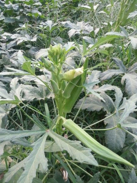 黄秋葵叶能吃吗_黄秋葵叶的功效与作用-第3张图片-山城妙识 黄秋葵叶能吃吗_黄秋葵叶的功效与作用-第3张图片-山城妙识
