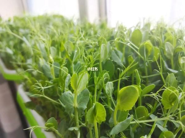 麻豌豆苗怎么种植_麻豌豆苗种植方法-第1张图片-山城妙识 麻豌豆苗怎么种植_麻豌豆苗种植方法-第1张图片-山城妙识