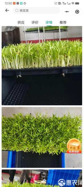 麻豌豆苗怎么种植_麻豌豆苗种植方法-第3张图片-山城妙识 麻豌豆苗怎么种植_麻豌豆苗种植方法-第3张图片-山城妙识
