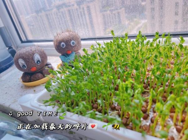 麻豌豆苗怎么种植_麻豌豆苗种植方法-第2张图片-山城妙识 麻豌豆苗怎么种植_麻豌豆苗种植方法-第2张图片-山城妙识