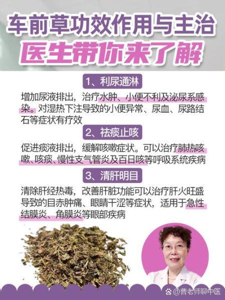 车前草的功效与作用及毒副作用_孕妇能吃吗-第2张图片-山城妙识