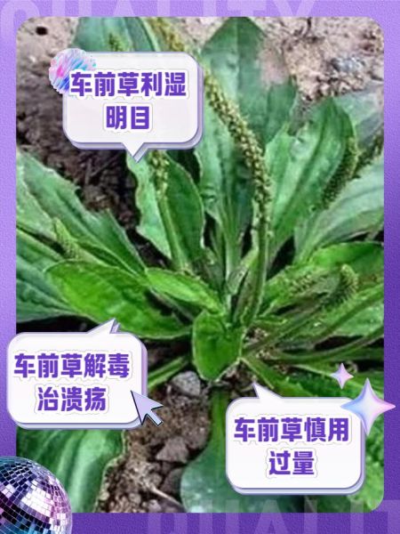 车前草的功效与作用及毒副作用_孕妇能吃吗-第1张图片-山城妙识