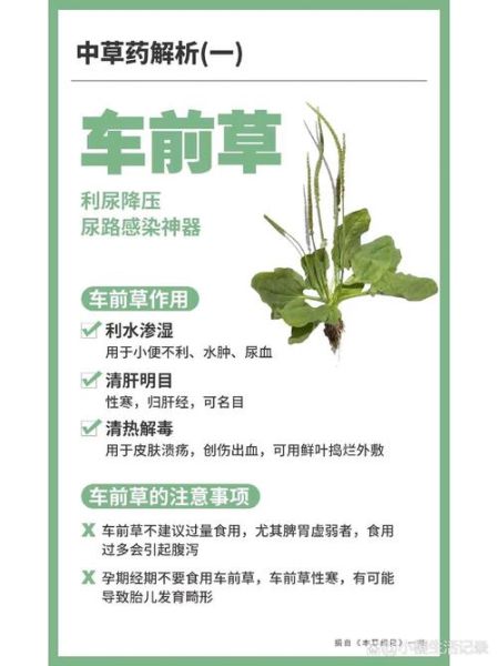 车前草的功效与作用及毒副作用_孕妇能吃吗-第3张图片-山城妙识