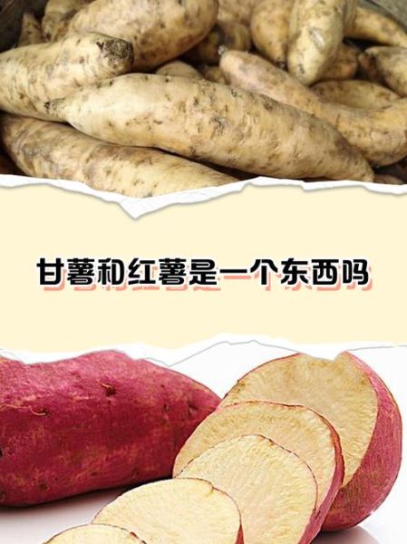 甘薯和红薯的区别是什么_甘薯和红薯哪个更甜-第3张图片-山城妙识