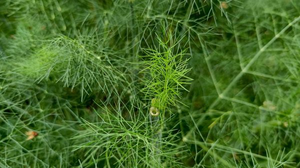 茴香和什么蔬菜最搭_茴香最佳搭配蔬菜推荐-第2张图片-山城妙识 茴香和什么蔬菜最搭_茴香最佳搭配蔬菜推荐-第2张图片-山城妙识