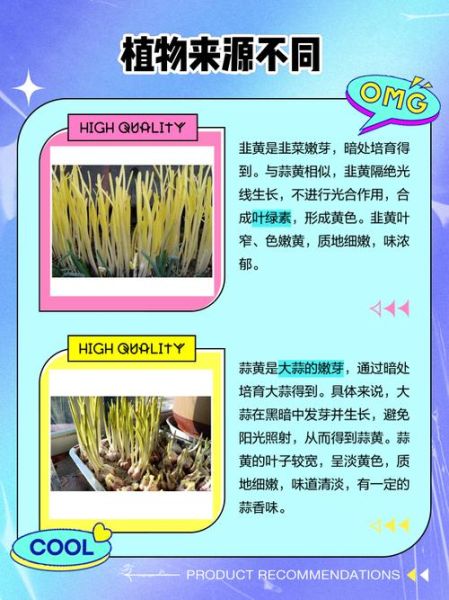 韭黄是什么东西种出来的_韭黄和大蒜的区别-第1张图片-山城妙识 韭黄是什么东西种出来的_韭黄和大蒜的区别-第1张图片-山城妙识