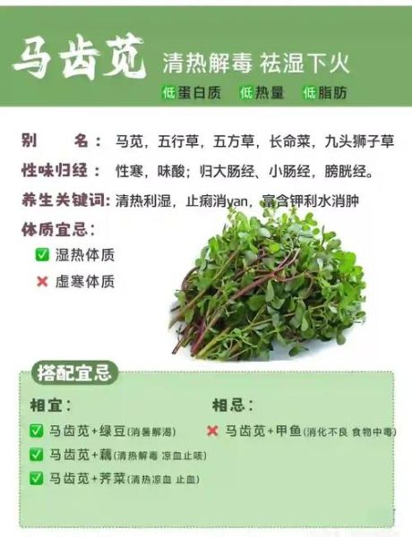 马齿苋为什么不能吃_马齿苋的副作用有哪些-第1张图片-山城妙识
