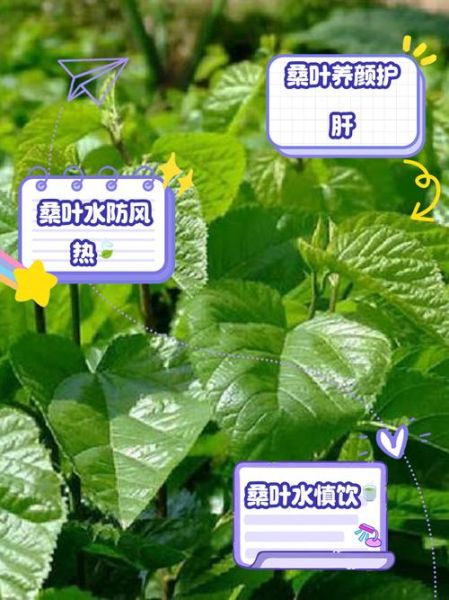 桑叶泡水喝的功效与作用_桑叶能治什么病-第3张图片-山城妙识
