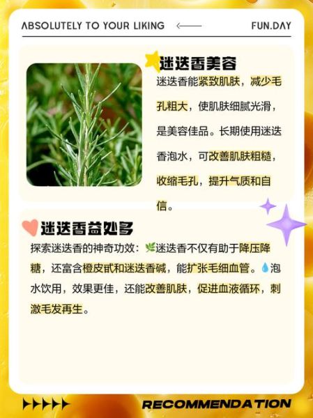 迷迭香泡水喝的功效_迷迭香泡水能天天喝吗-第1张图片-山城妙识