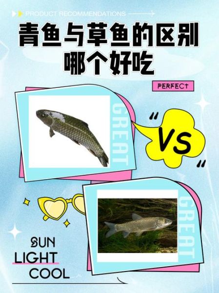 草鱼和青鱼哪个好吃_口感区别在哪里-第1张图片-山城妙识 草鱼和青鱼哪个好吃_口感区别在哪里-第1张图片-山城妙识