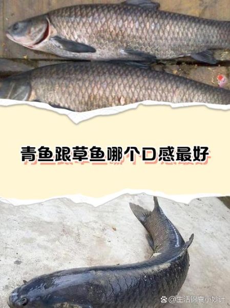 草鱼和青鱼哪个好吃_口感区别在哪里-第3张图片-山城妙识 草鱼和青鱼哪个好吃_口感区别在哪里-第3张图片-山城妙识