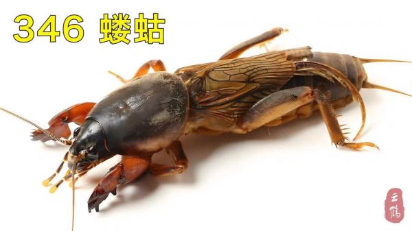 蝼蛄叫声像什么_蝼蛄晚上几点开始叫-第1张图片-山城妙识