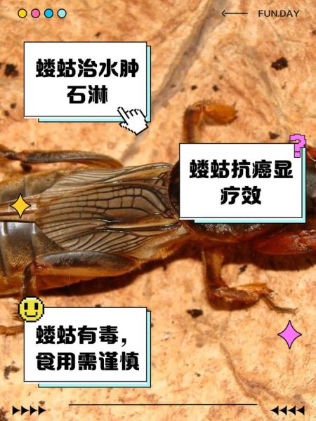 蝼蛄叫声像什么_蝼蛄晚上几点开始叫-第2张图片-山城妙识