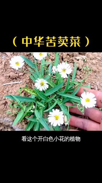 野生紫花苦菜长什么样_如何辨别真假-第2张图片-山城妙识