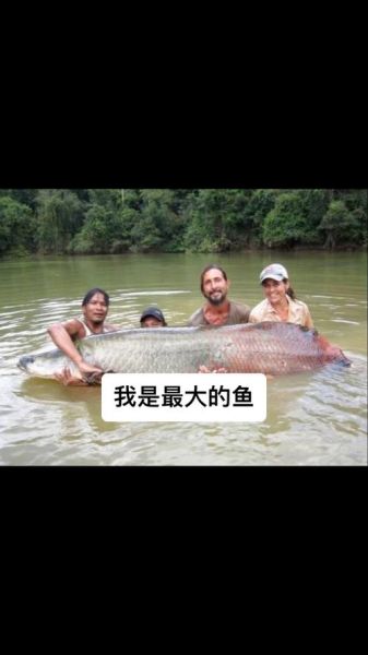 最大的淡水鱼是什么_能长多大-第1张图片-山城妙识