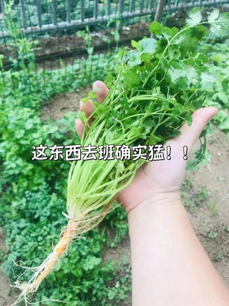 香菜煮水洗脸有什么好处_香菜水洗脸能天天用吗-第2张图片-山城妙识 香菜煮水洗脸有什么好处_香菜水洗脸能天天用吗-第2张图片-山城妙识