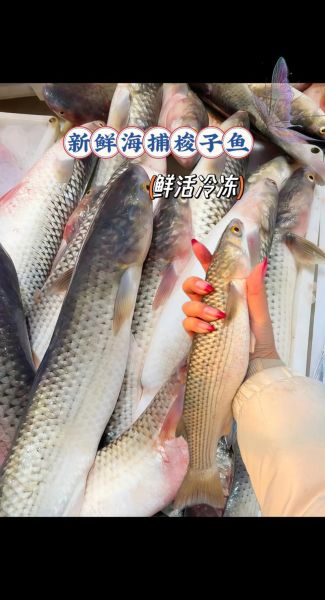 鲜梭鱼怎么做好吃_鲜梭鱼最简单的做法-第3张图片-山城妙识 鲜梭鱼怎么做好吃_鲜梭鱼最简单的做法-第3张图片-山城妙识