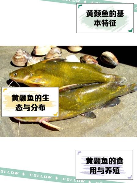 黄牯鱼怎么做好吃_黄牯鱼的营养价值有哪些-第1张图片-山城妙识 黄牯鱼怎么做好吃_黄牯鱼的营养价值有哪些-第1张图片-山城妙识