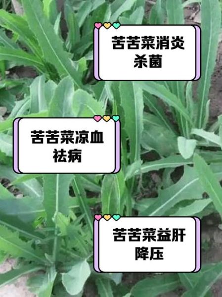 苦菜吃多了有什么副作用_苦菜禁忌人群-第1张图片-山城妙识