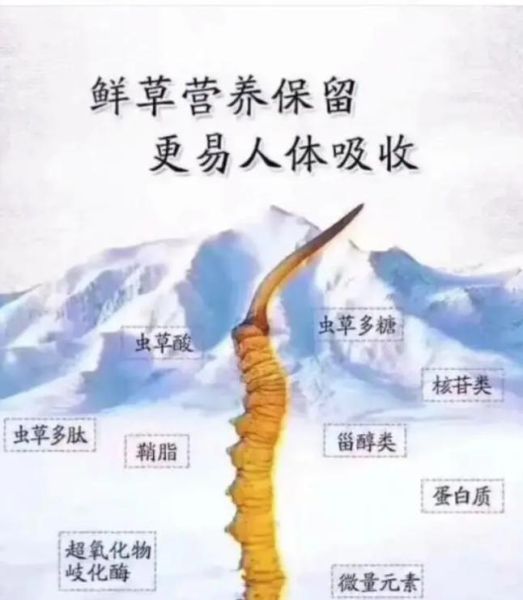 鲜虫草怎么吃效果最好_鲜虫草食用方法-第2张图片-山城妙识