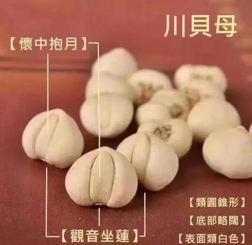 浙贝母和川贝母的区别_哪个止咳更好-第1张图片-山城妙识 浙贝母和川贝母的区别_哪个止咳更好-第1张图片-山城妙识